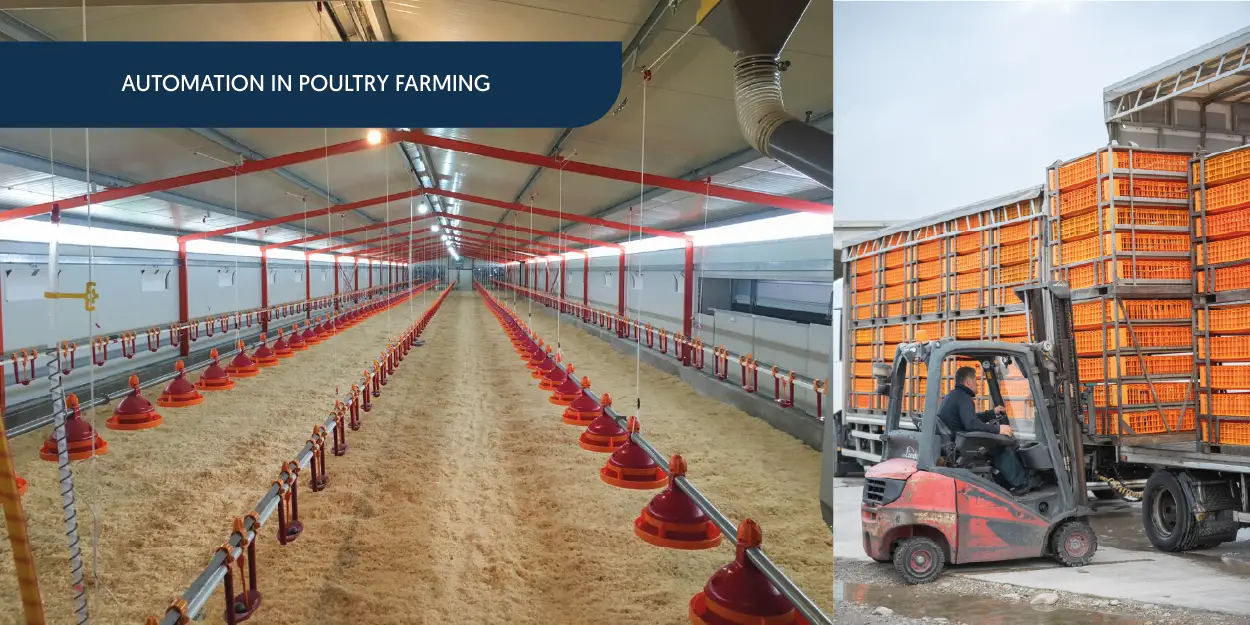 Automation in Poultry Farming - Giordano Global